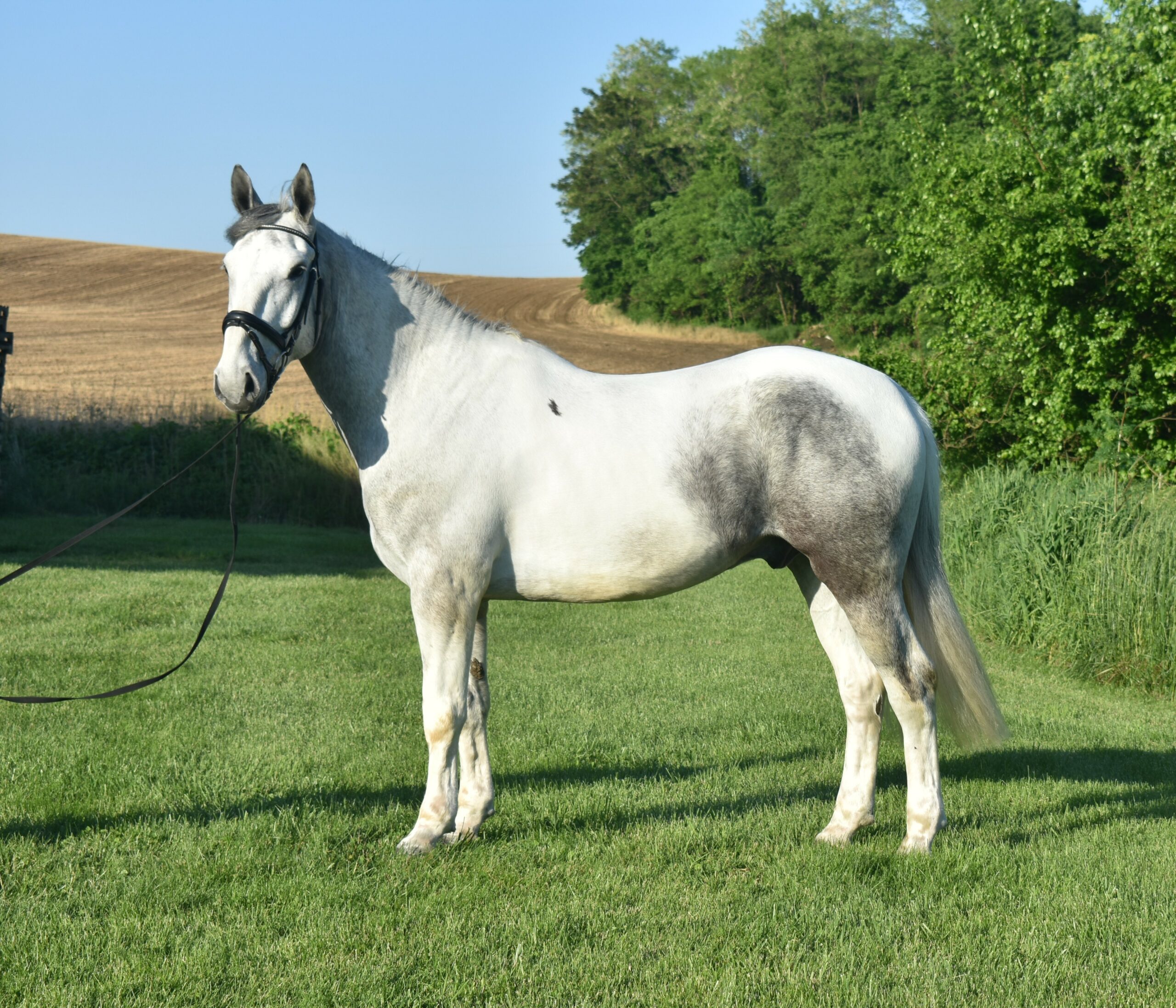 Anchor Creek Felix – Paint Draft Cross Gelding – Brittanni Murry