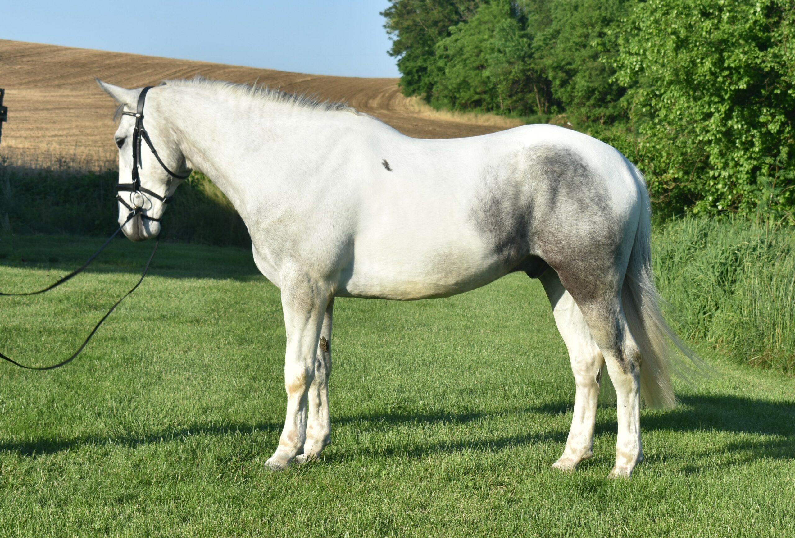 Anchor Creek Felix – Paint Draft Cross Gelding – Brittanni Murry